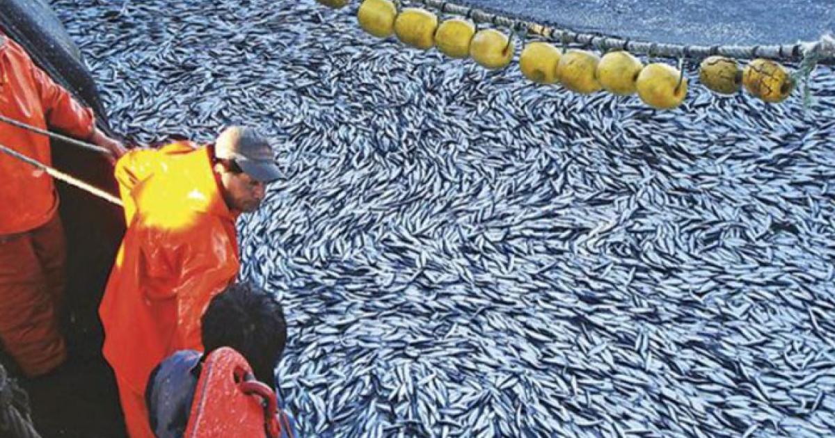 Snp Primera Temporada De Pesca De Anchoveta 2024 Generará Divisas Por